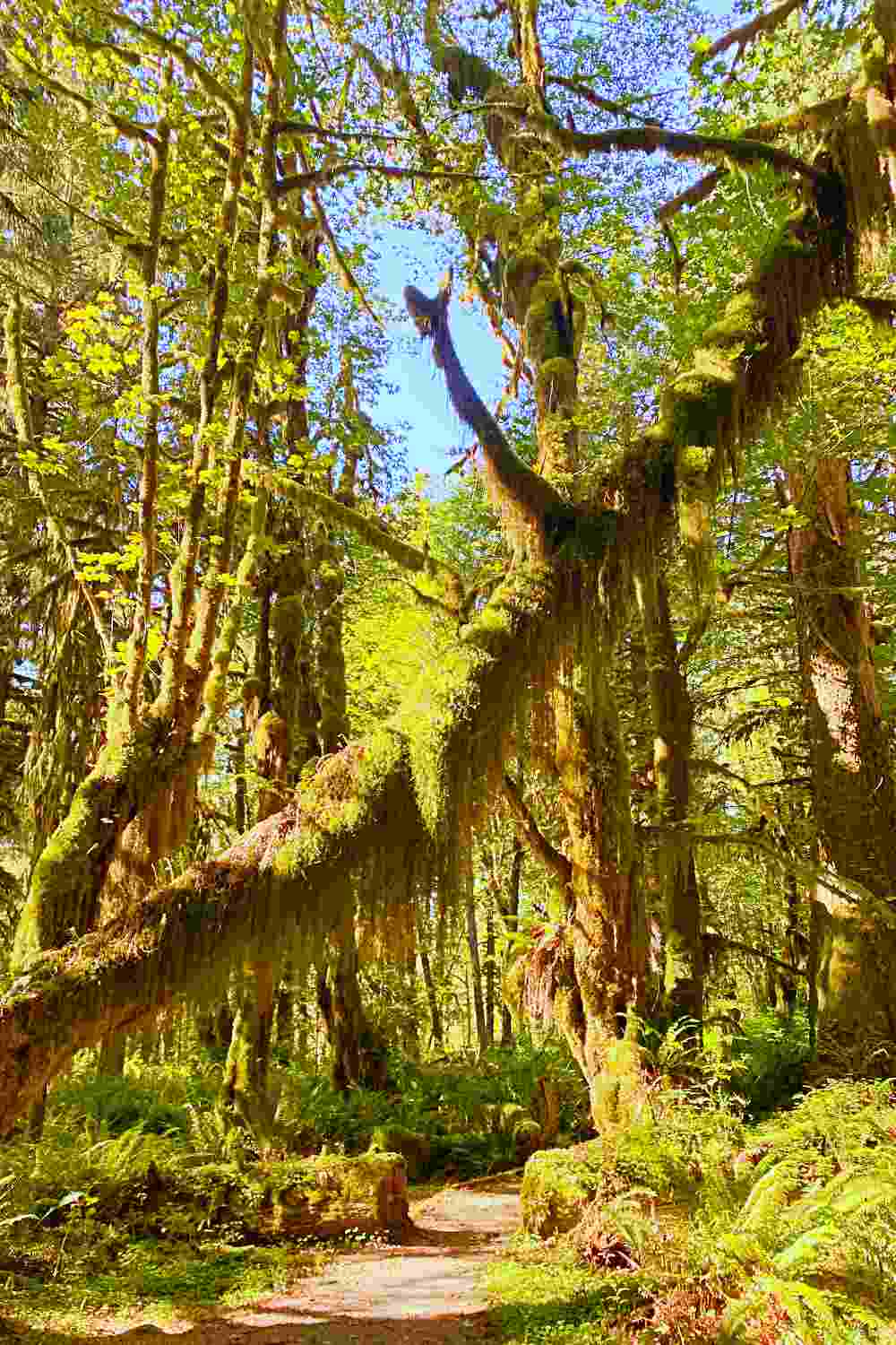 Maple Glade Rainforest Trail And Kestner Homestead Trail: Complete ...