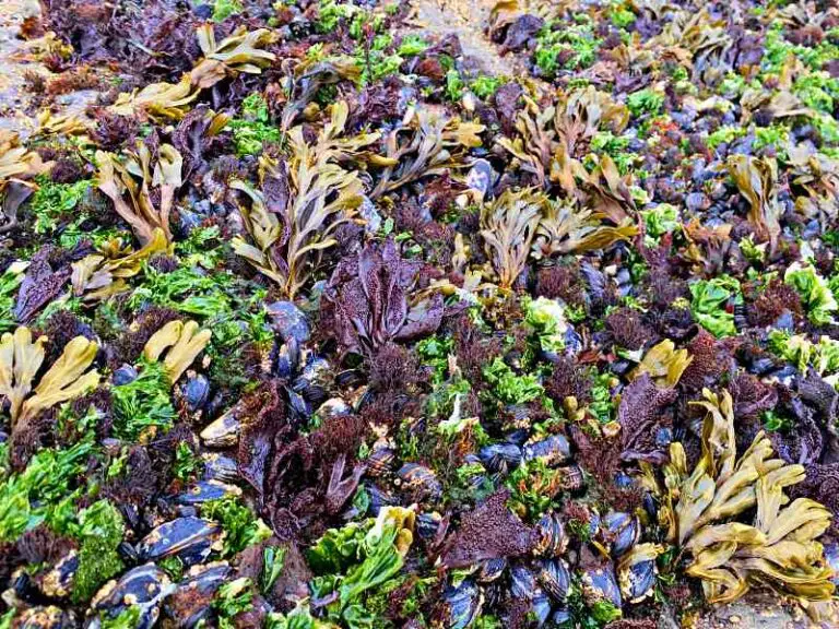 Best Tide Pools Olympic National Park: Complete Guide For First Time ...