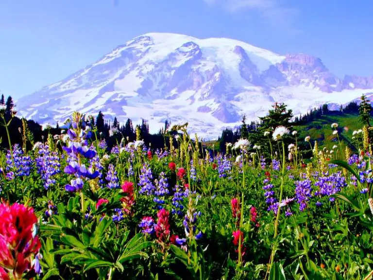 Visiting Mount Rainier National Park: What To Expect Throughout The Year
