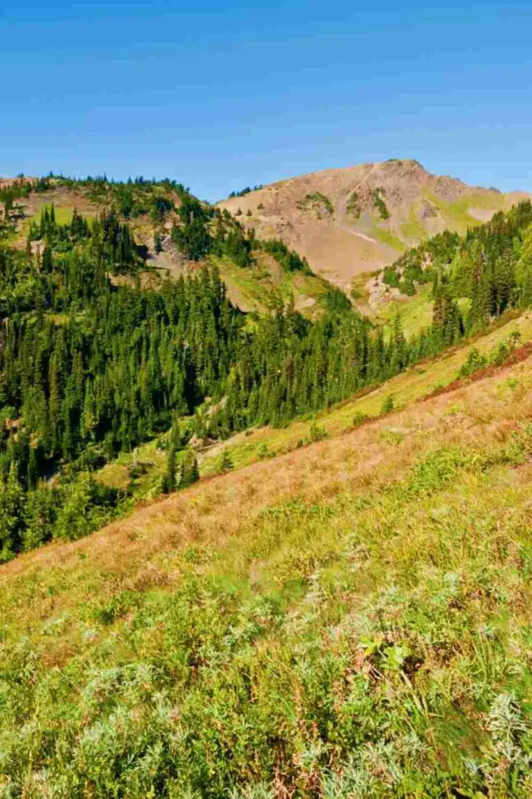 10 Best Hurricane Ridge Hikes