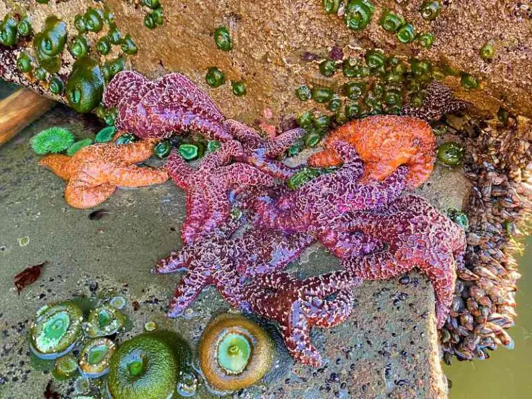 Best Tide Pools Olympic National Park: Complete Guide For First Time ...