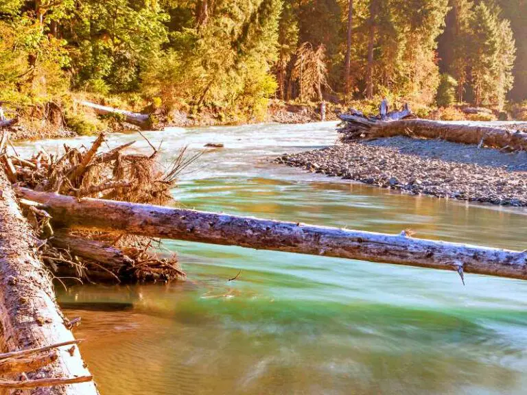 When Is The Best Time To Visit Olympic National Park?