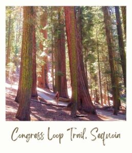Hiking The Congress Trail, Sequoia National Park: Complete Guide 2025