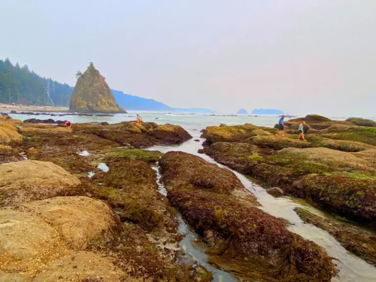 Best Tide Pools Olympic National Park: Complete Guide For First Time ...