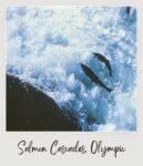 Sol Duc Salmon Cascades, Olympic National Park: All You Need To Know