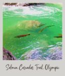 Sol Duc Salmon Cascades, Olympic National Park: All You Need To Know