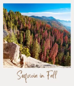 Visiting Sequoia National Park: What To Expect Throughout The Year