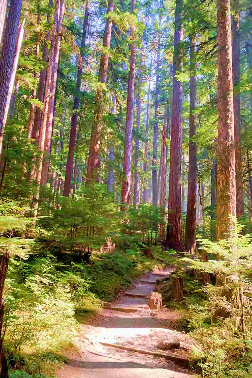 Sol Duc Falls Trail, Olympic National Park: Complete Guide
