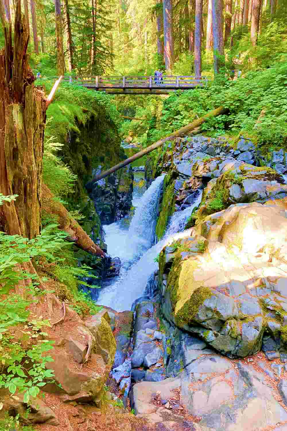 Sol Duc Falls Trail, Olympic National Park: Complete Guide