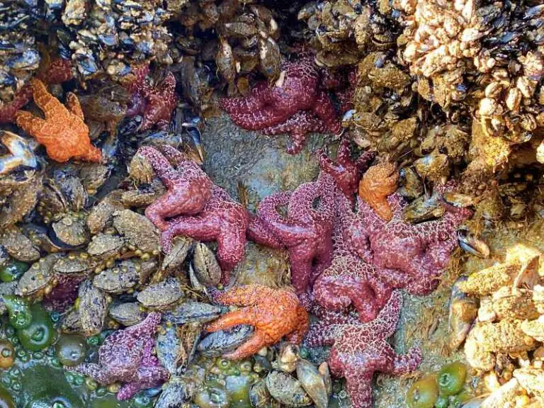 Kalaloch Beach 4, Olympic National Park 2025