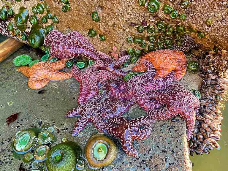 Kalaloch Beach 4, Olympic National Park 2025