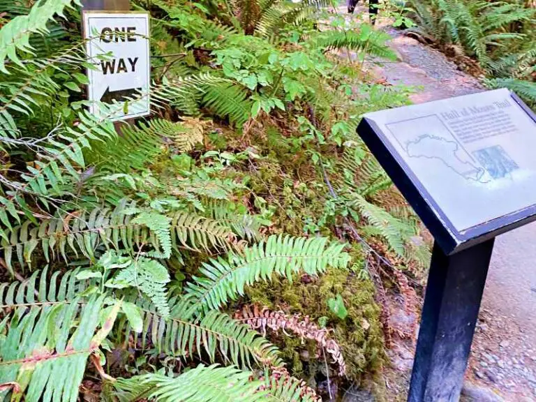 Hoh Rainforest Hall Of Mosses Trail Guide