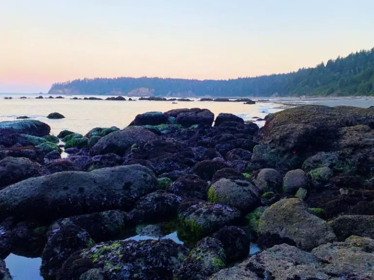 Best Tide Pools Olympic National Park: Complete Guide For First Time ...