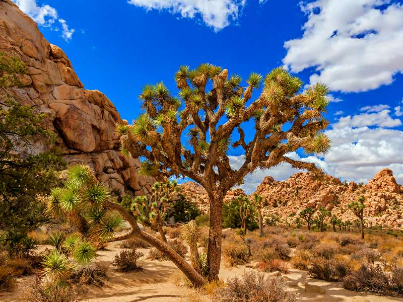 Planning A Trip To Joshua Tree National Park: 7 Mistakes To Avoid