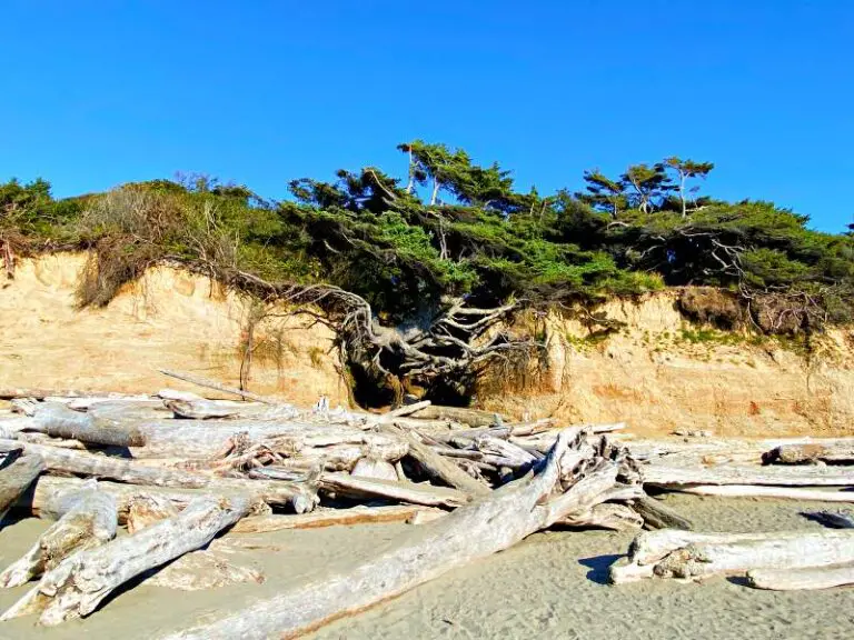 The Tree Of Life, Washington State: A Complete Guide