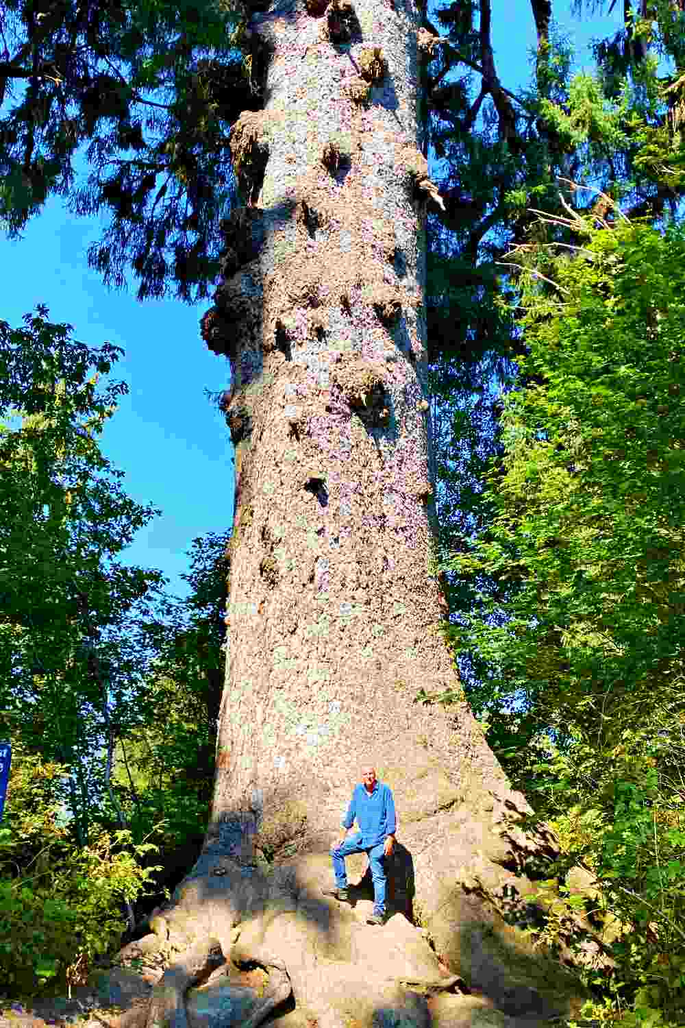 Lake Quinault Loop Drive: A Complete Guide For First Time Visitors