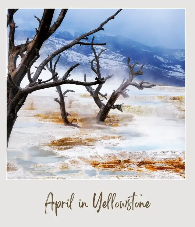 Yellowstone National Park In April: What To Expect