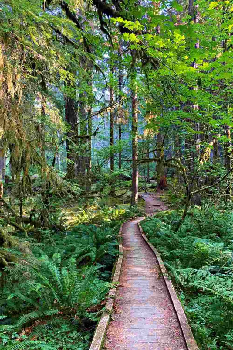 Ancient Groves Nature Trail: Complete Guide