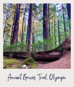 Ancient Groves Nature Trail: Complete Guide