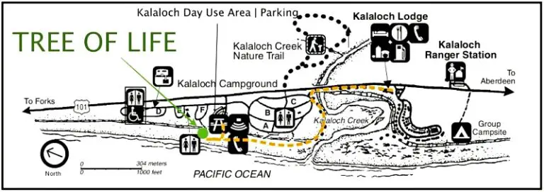 The Tree Of Life, Washington State: A Complete Guide